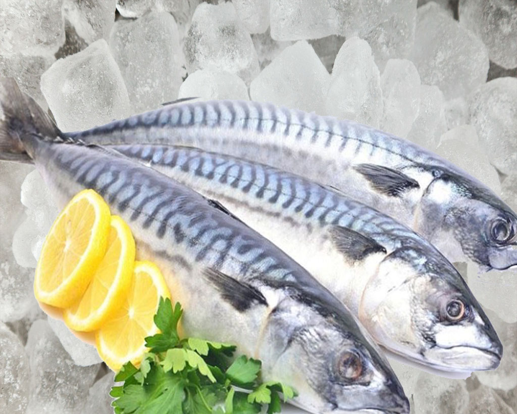 King Fish - PT SeratusPersen Anak Nusantara